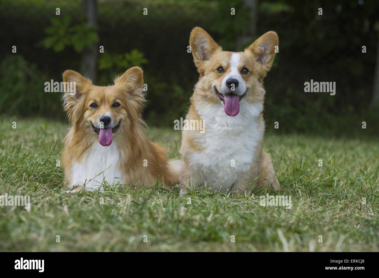 Fluffy corgi hi-res stock photography and images - Alamy