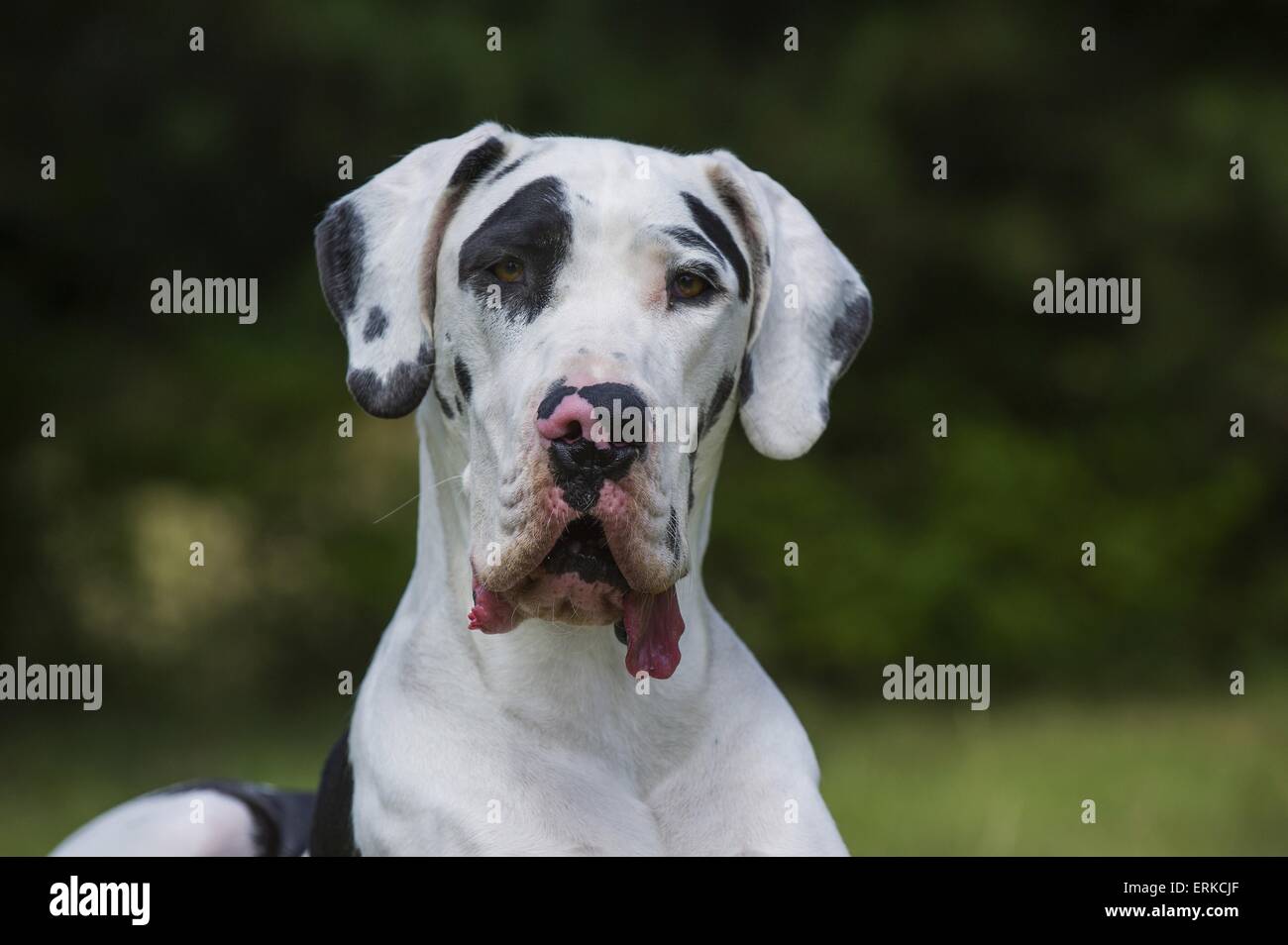 Great Dane portrait Stock Photo - Alamy