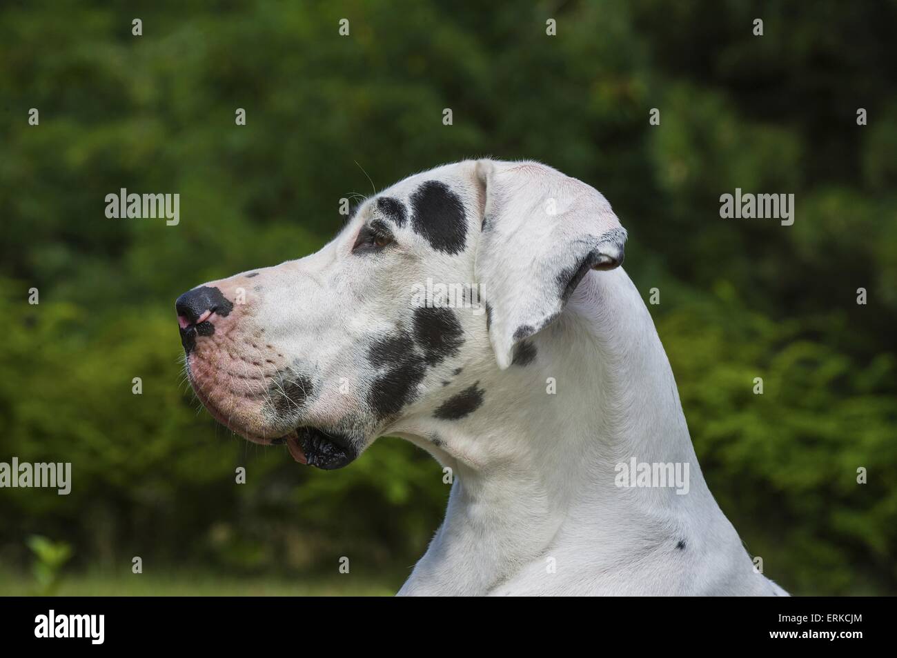Great Dane portrait Stock Photo - Alamy