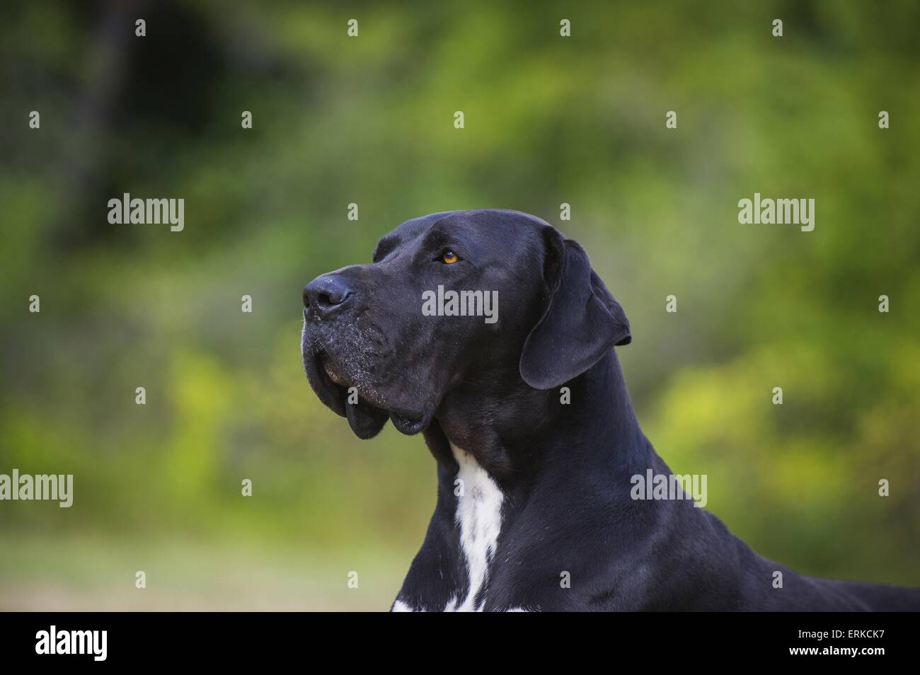 Great dane portrait hi-res stock photography and images - Alamy