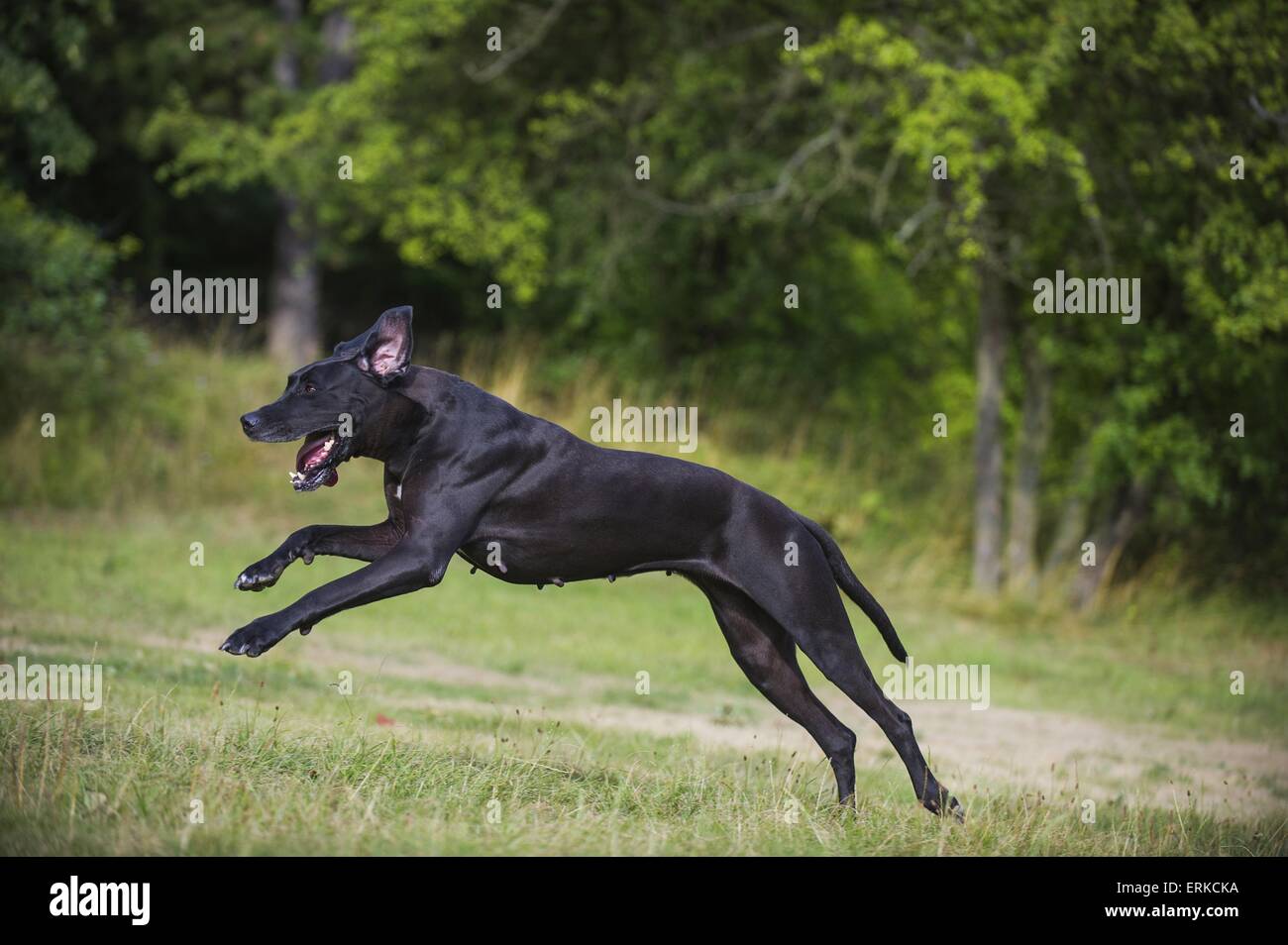 running Great Dane Stock Photo - Alamy
