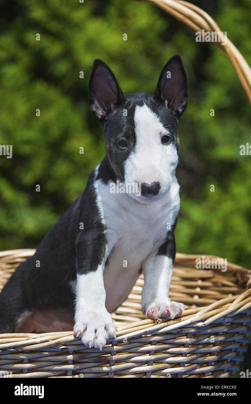 Mini bullterrier hi-res stock photography and images - Alamy