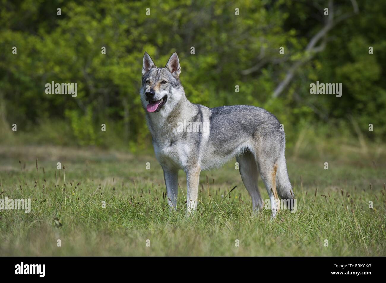 Czechoslovakian wolfdog hi-res stock photography and images - Alamy
