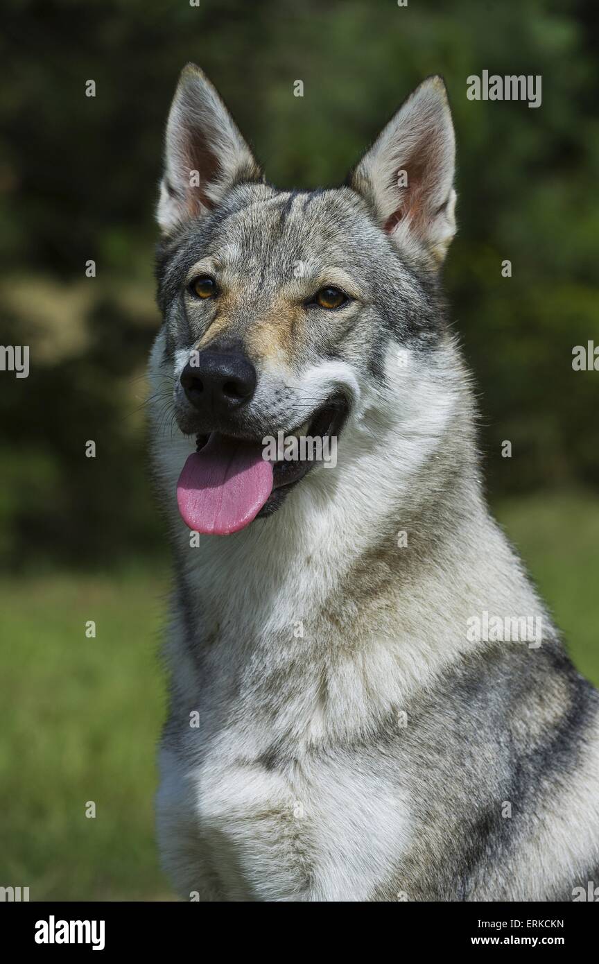 Czechoslovakian wolfdog portrait Stock Photo - Alamy