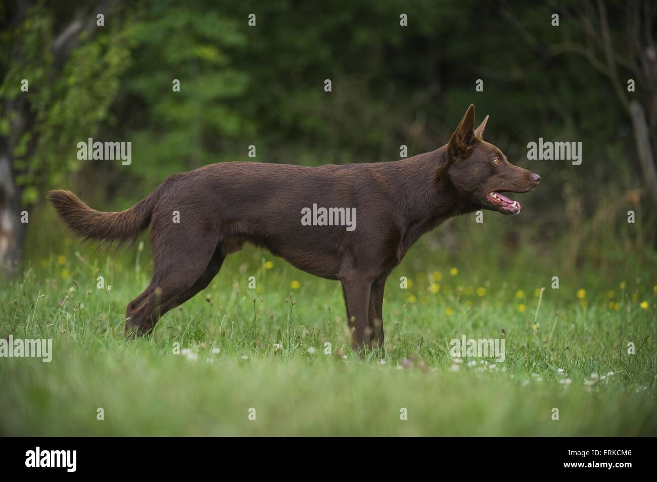 Standing australian kelpie hi-res stock photography and images - Alamy