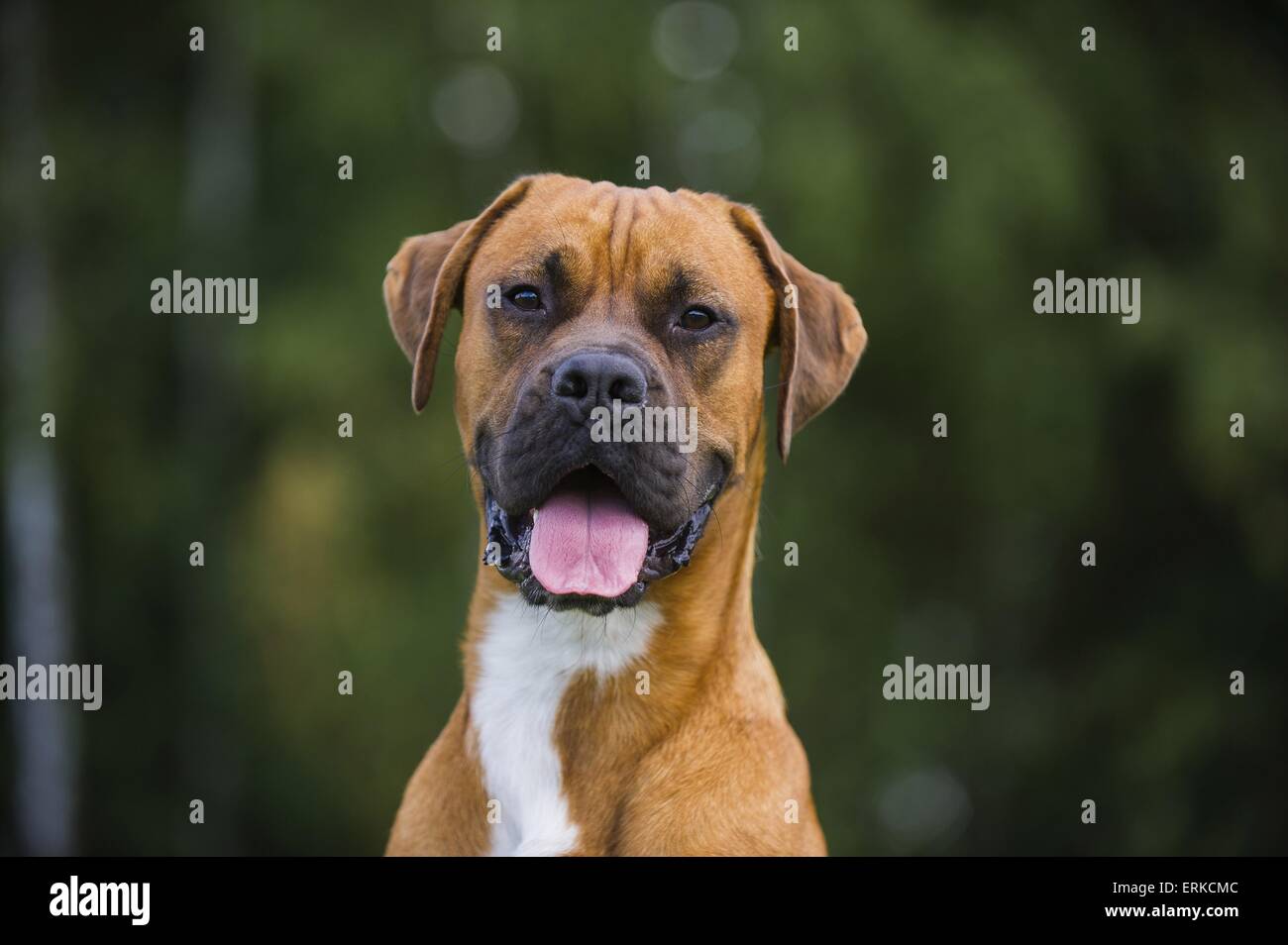 Rhodesian ridgeback mongrel hi-res stock photography and images - Alamy