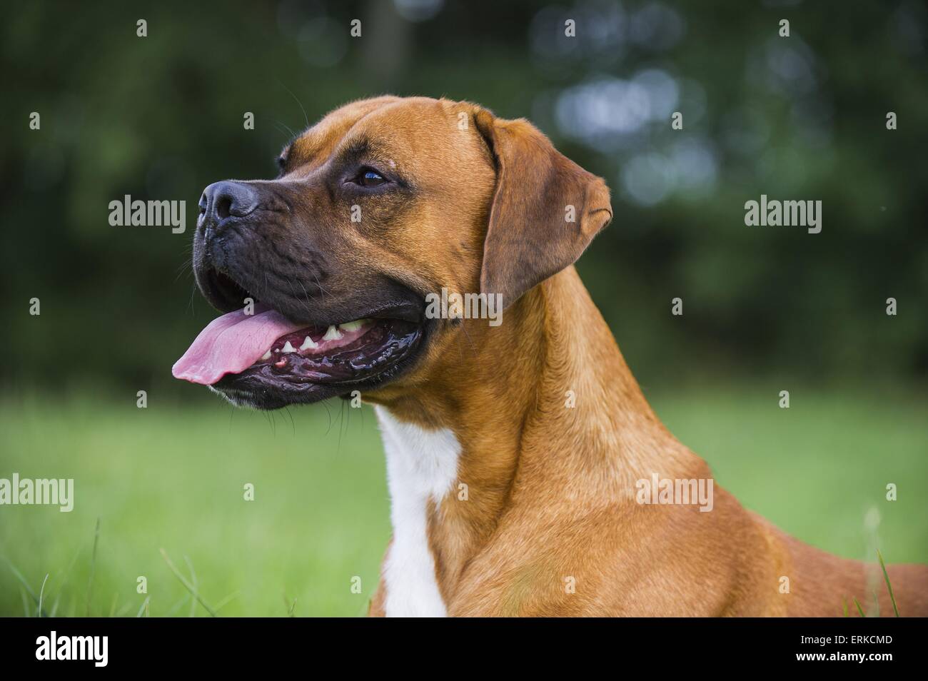 Rhodesian ridgeback mongrel hi-res stock photography and images - Alamy