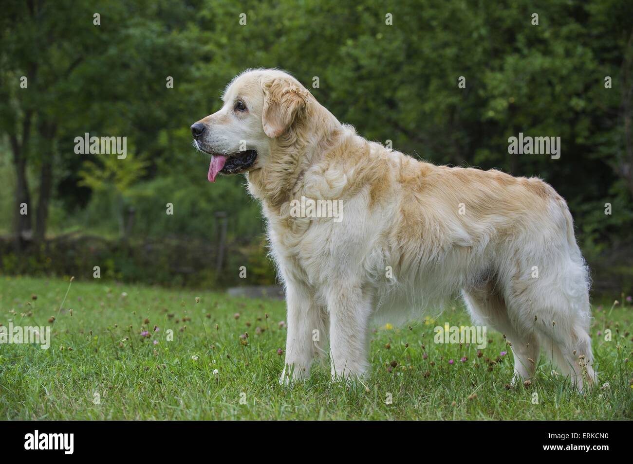 Golden retriever side profile hi-res stock photography and images - Alamy