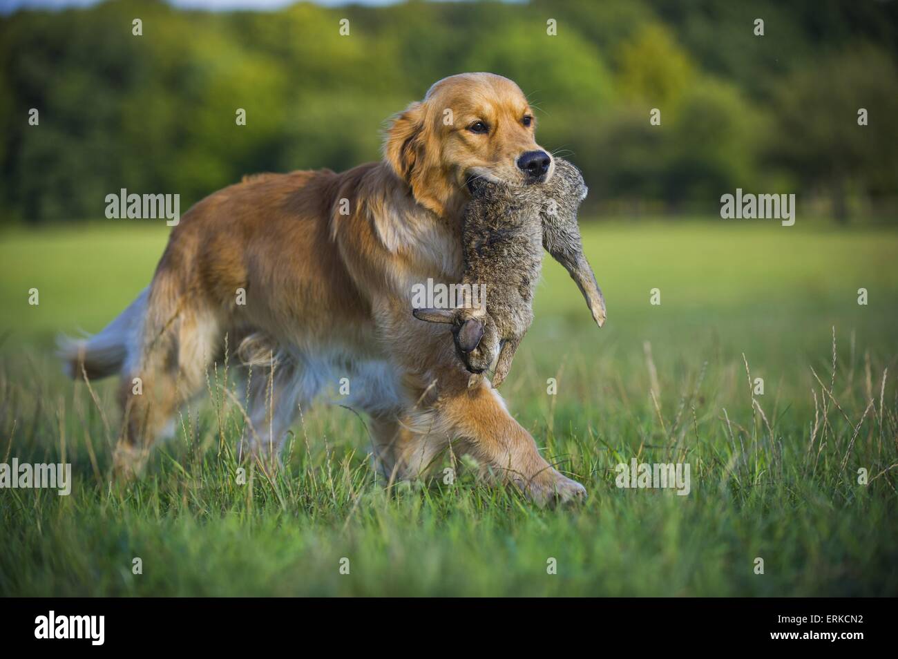 retrieving Golden Retriever Stock Photo - Alamy