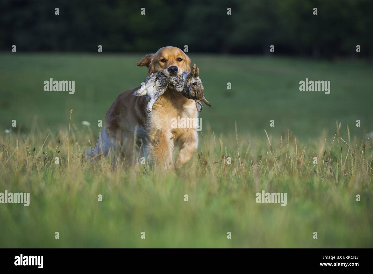 retrieving Golden Retriever Stock Photo - Alamy