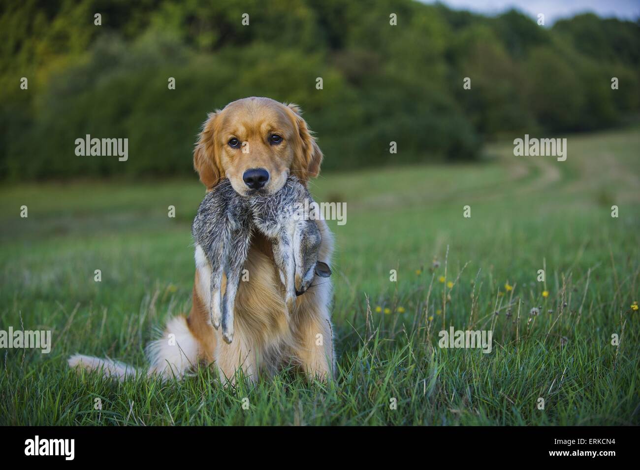 retrieving Golden Retriever Stock Photo - Alamy