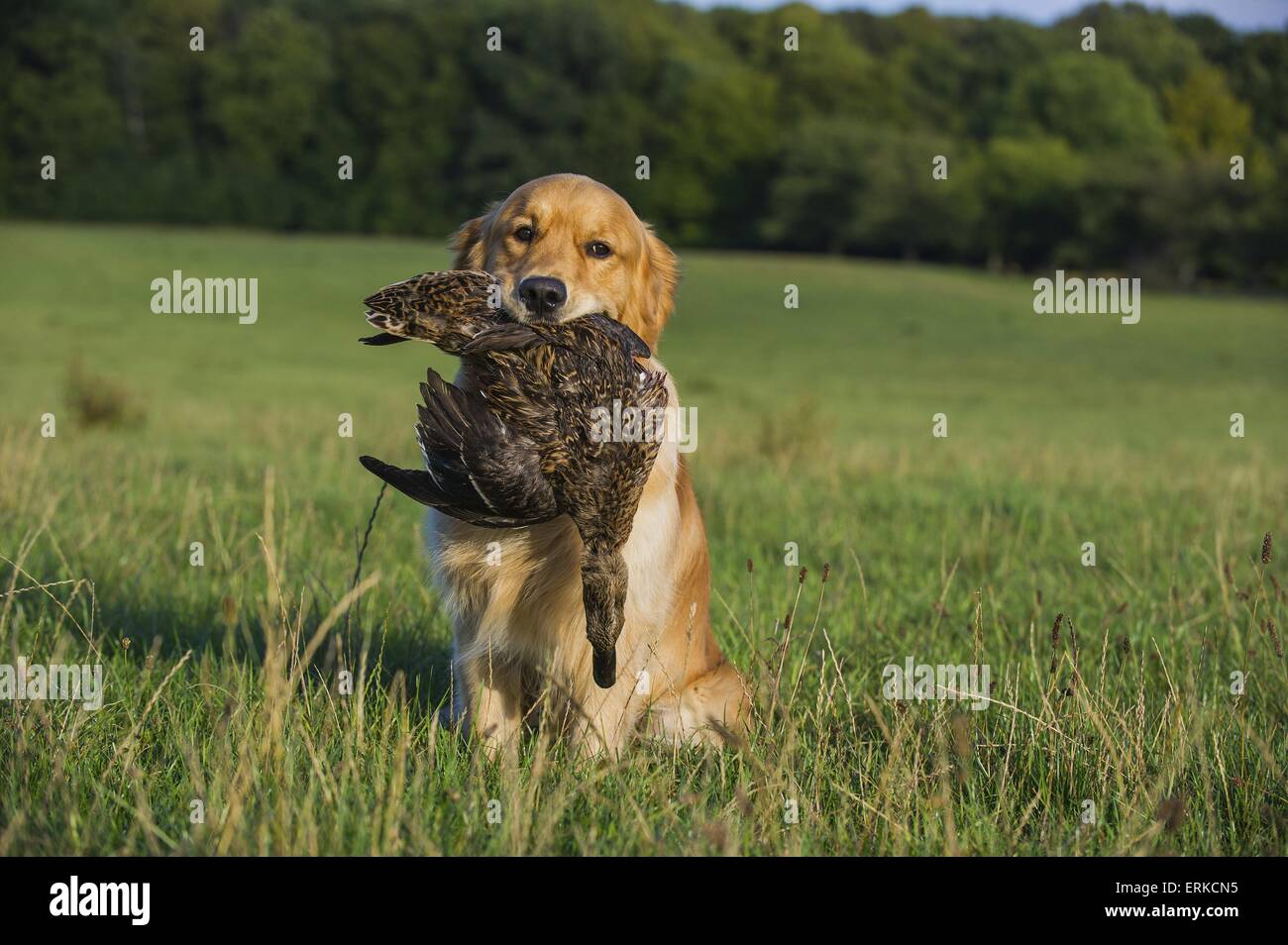 retrieving Golden Retriever Stock Photo - Alamy