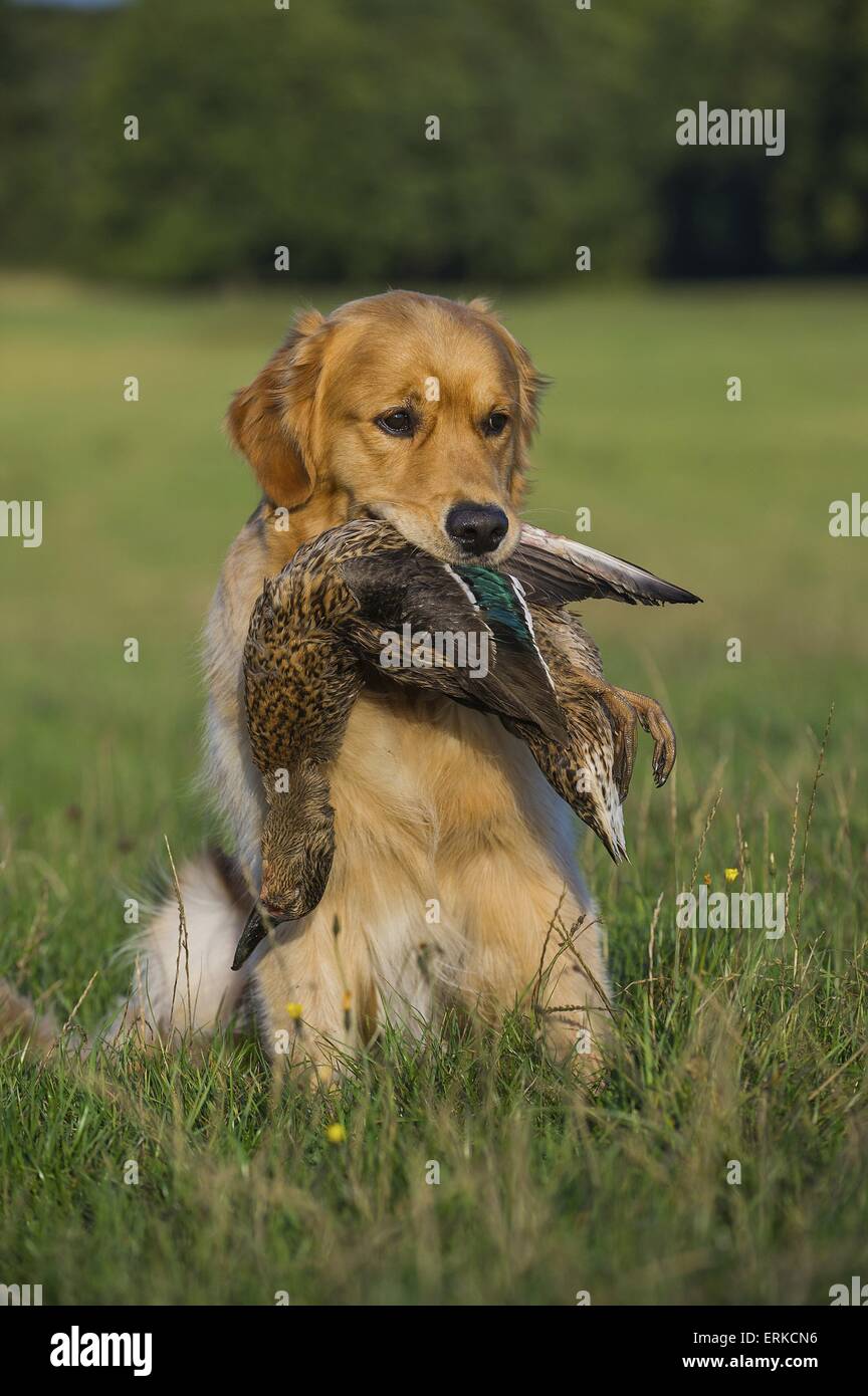 Golden retriever retrieving training hi-res stock photography and ...