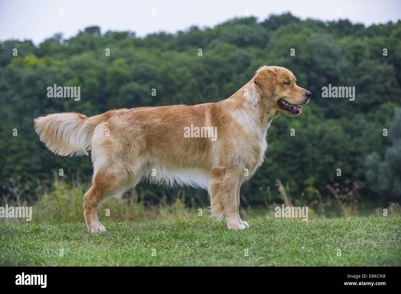 Golden retriever side profile hi-res stock photography and images - Alamy