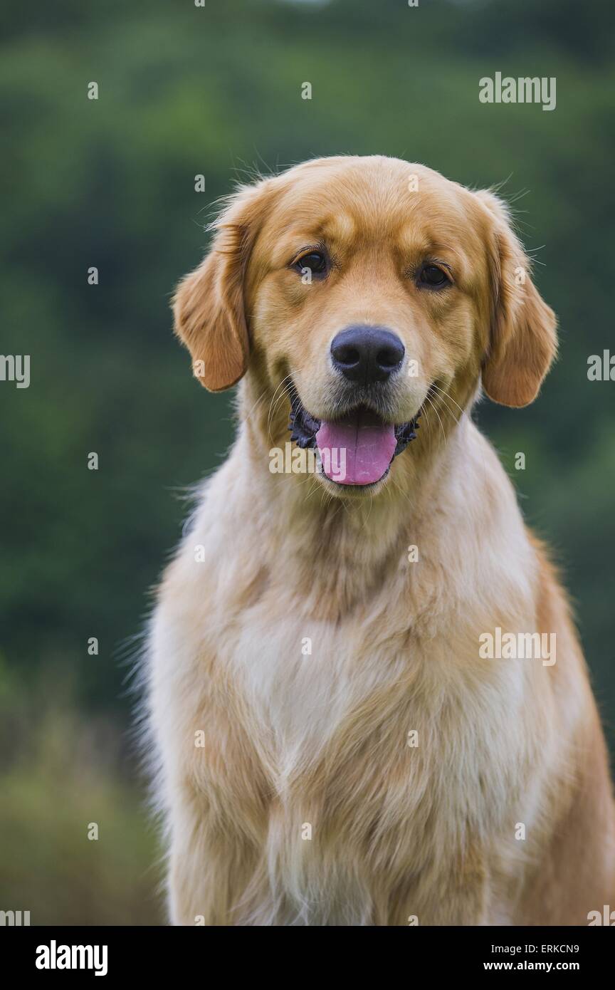Golden Retriever Portrait Stock Photo - Alamy