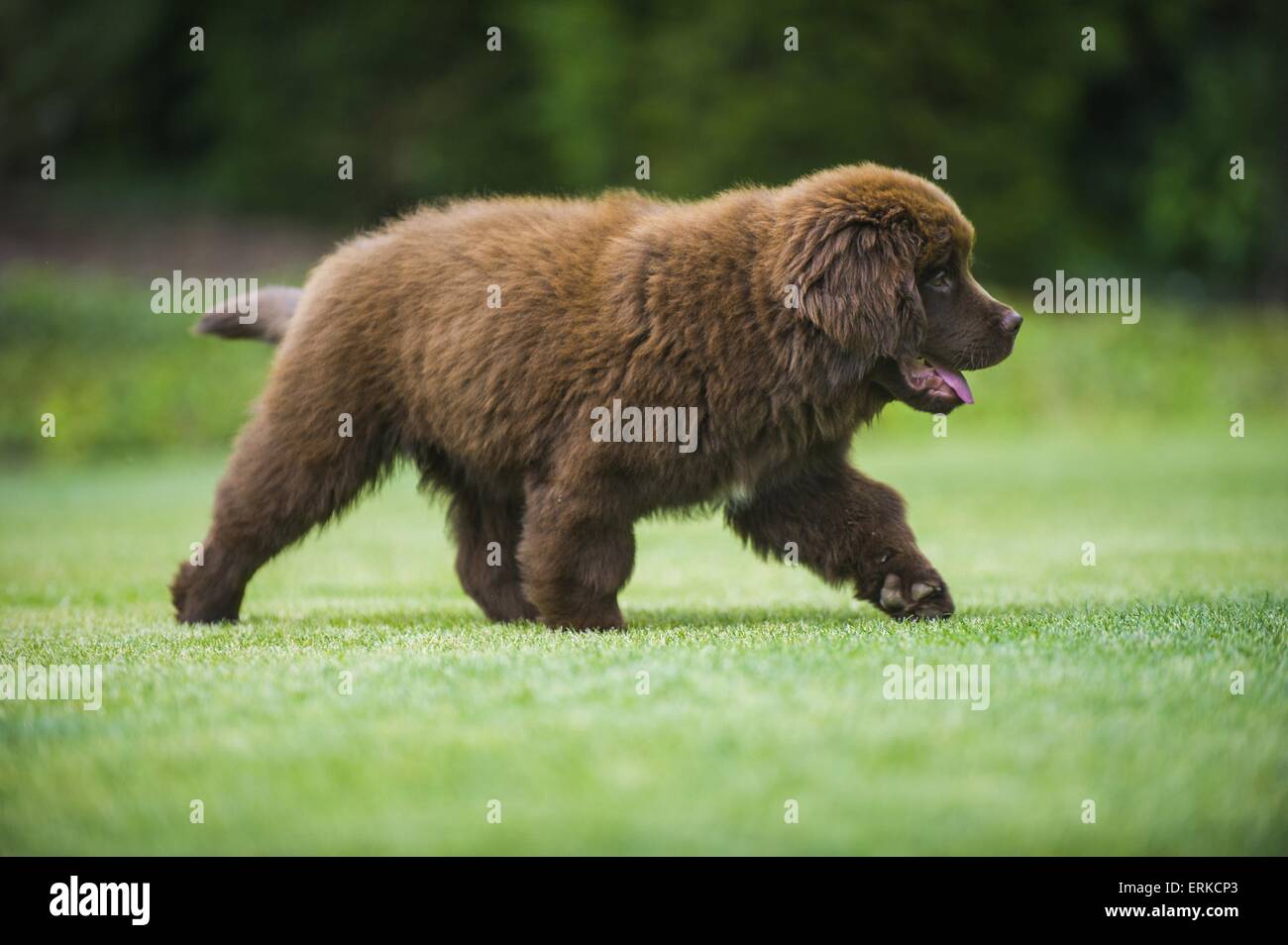Newfoundland Dog Running High Resolution Stock Photography and Images ...