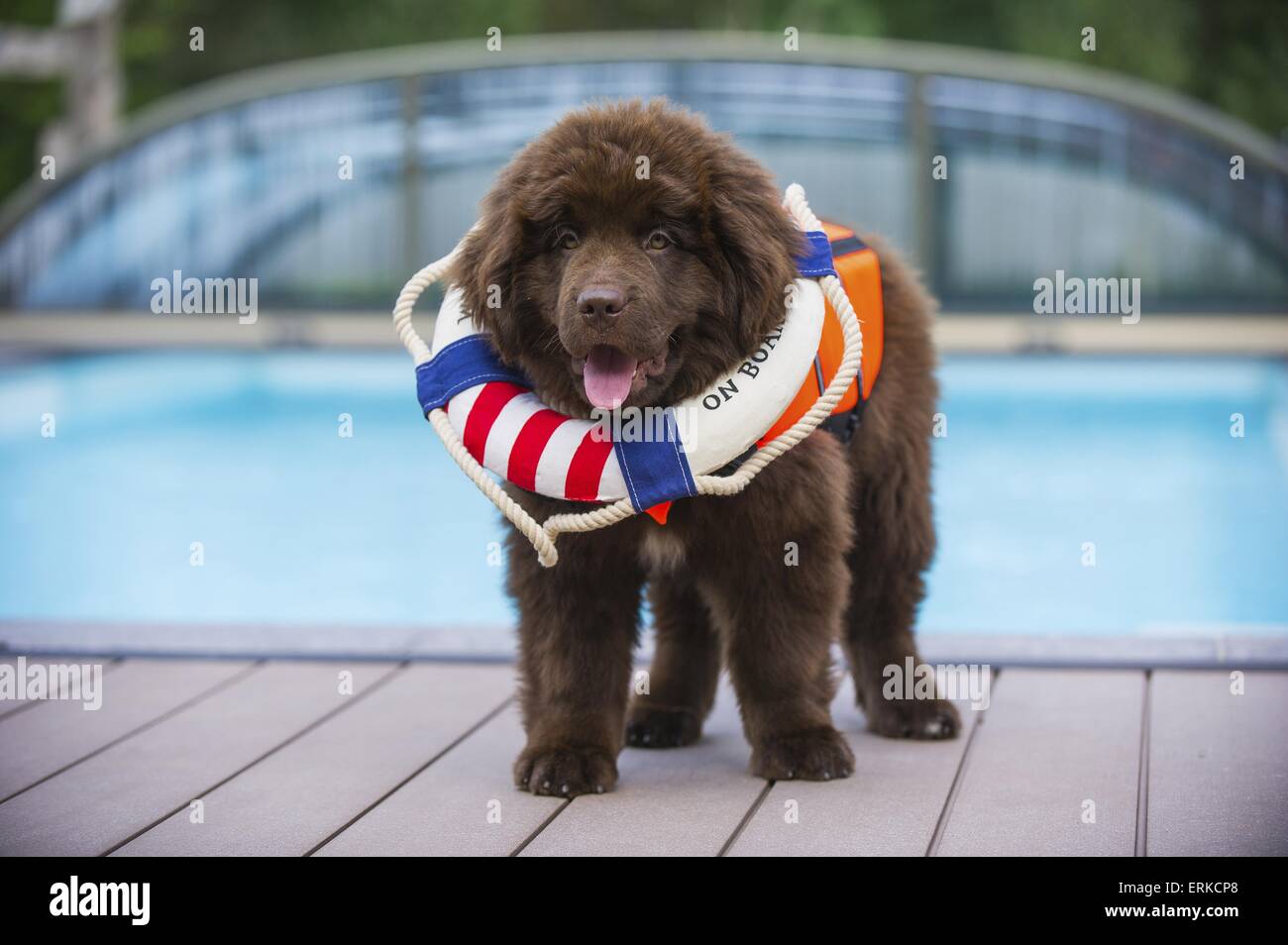Newfoundland dog swimming hi-res stock photography and images - Alamy