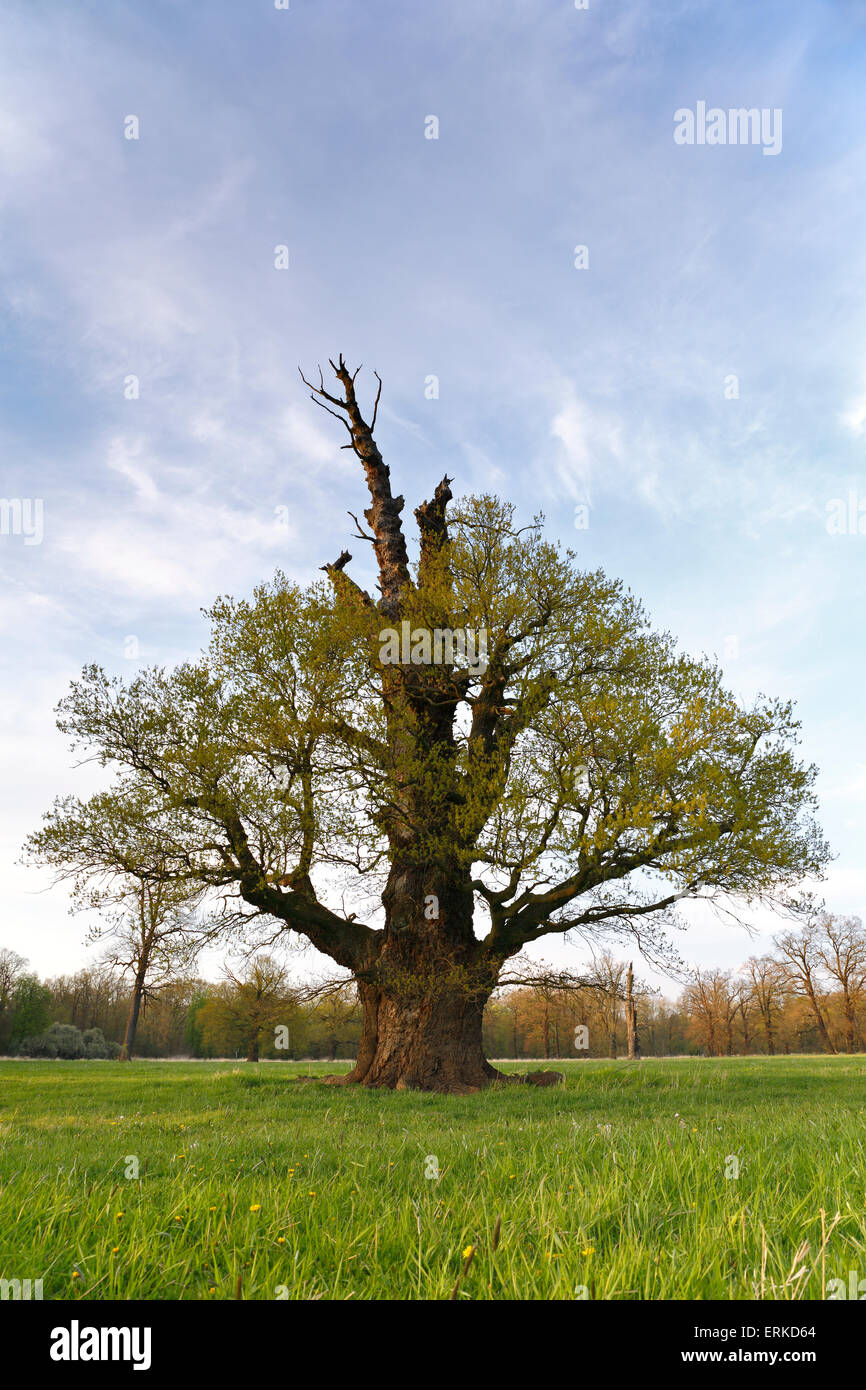 Oak tree, 650 years old, in spring, Middle Elbe Biosphere Reserve ...