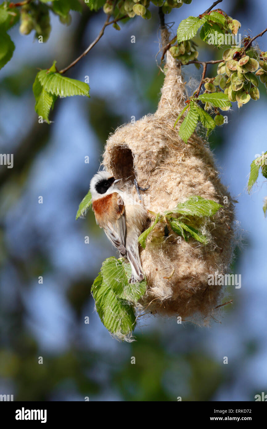 Eurasian Penduline Tit (Remiz pendulinus) building a nest, Middle Elbe ...