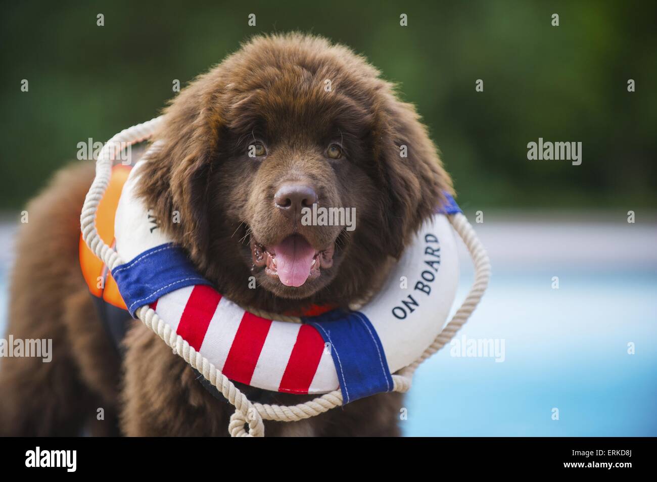 Newfoundland dog swimming hi-res stock photography and images - Alamy