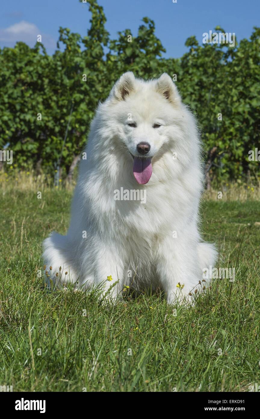Samoyed sitting hi-res stock photography and images - Alamy