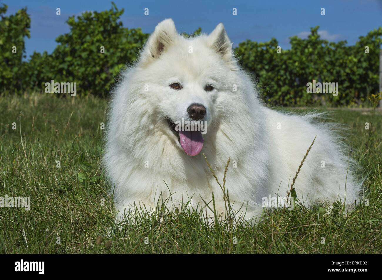 Samoyeds hi-res stock photography and images - Alamy
