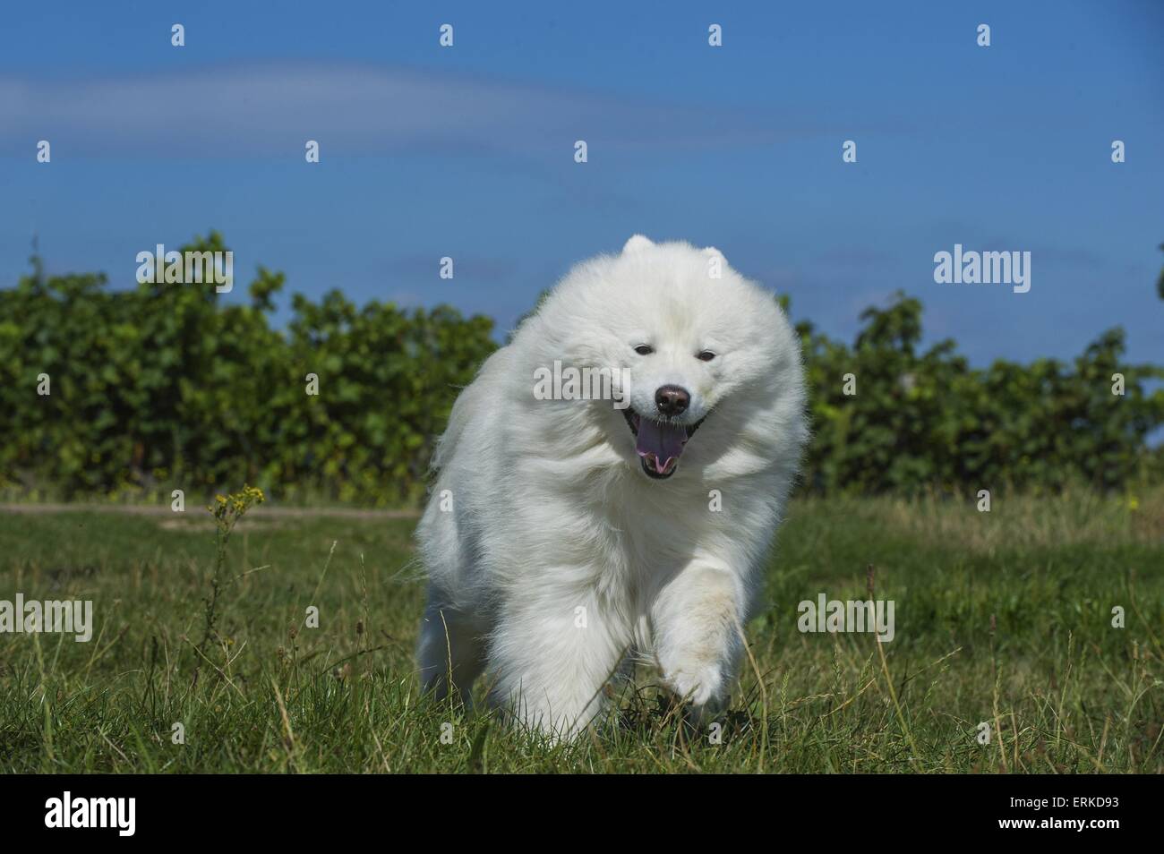 Samoyed running hi-res stock photography and images - Alamy