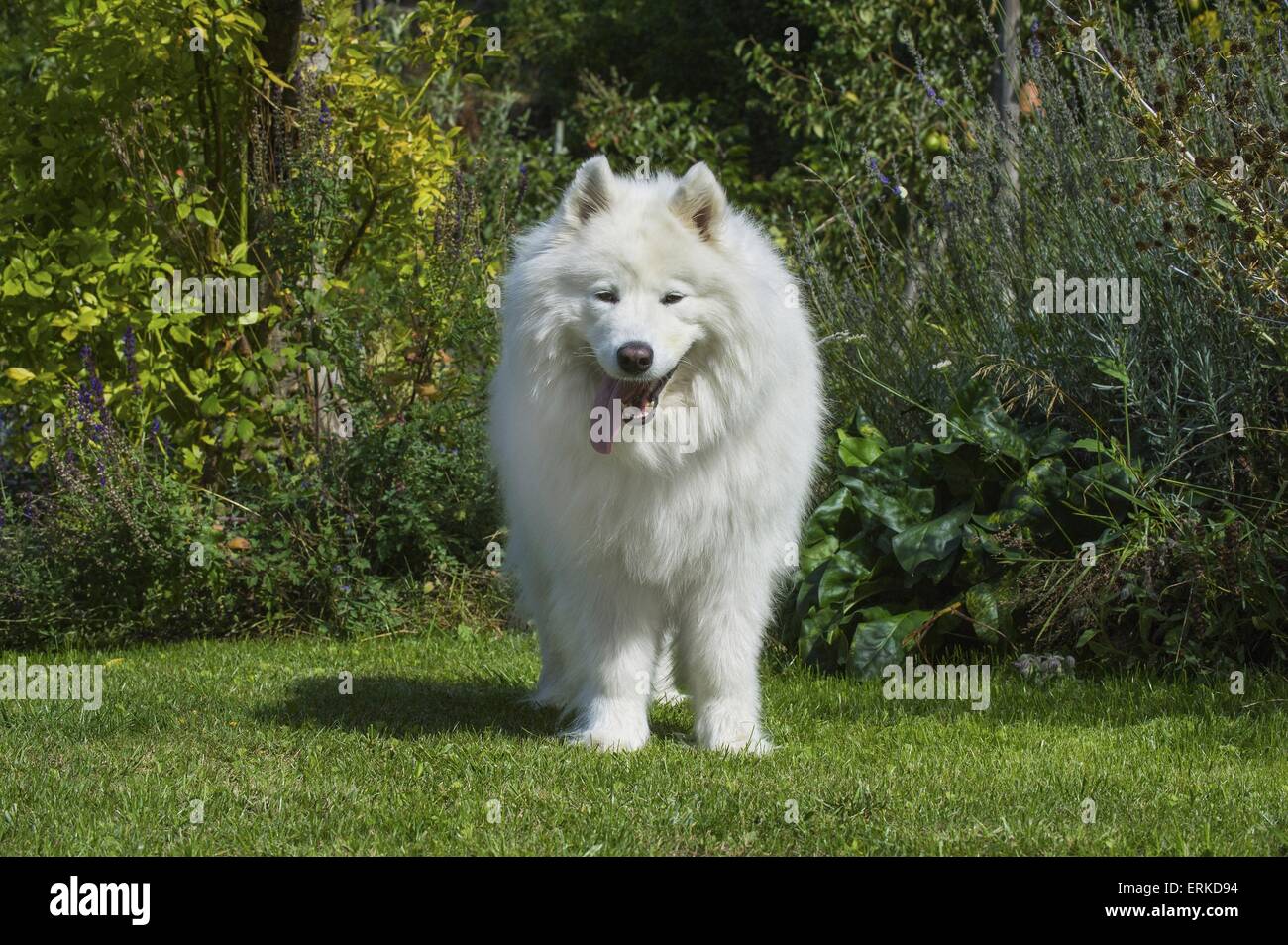 Samoyed dog eye hi-res stock photography and images - Alamy