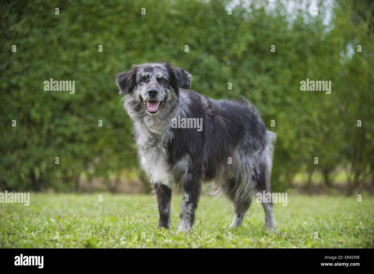 Standing tiger hi-res stock photography and images - Alamy