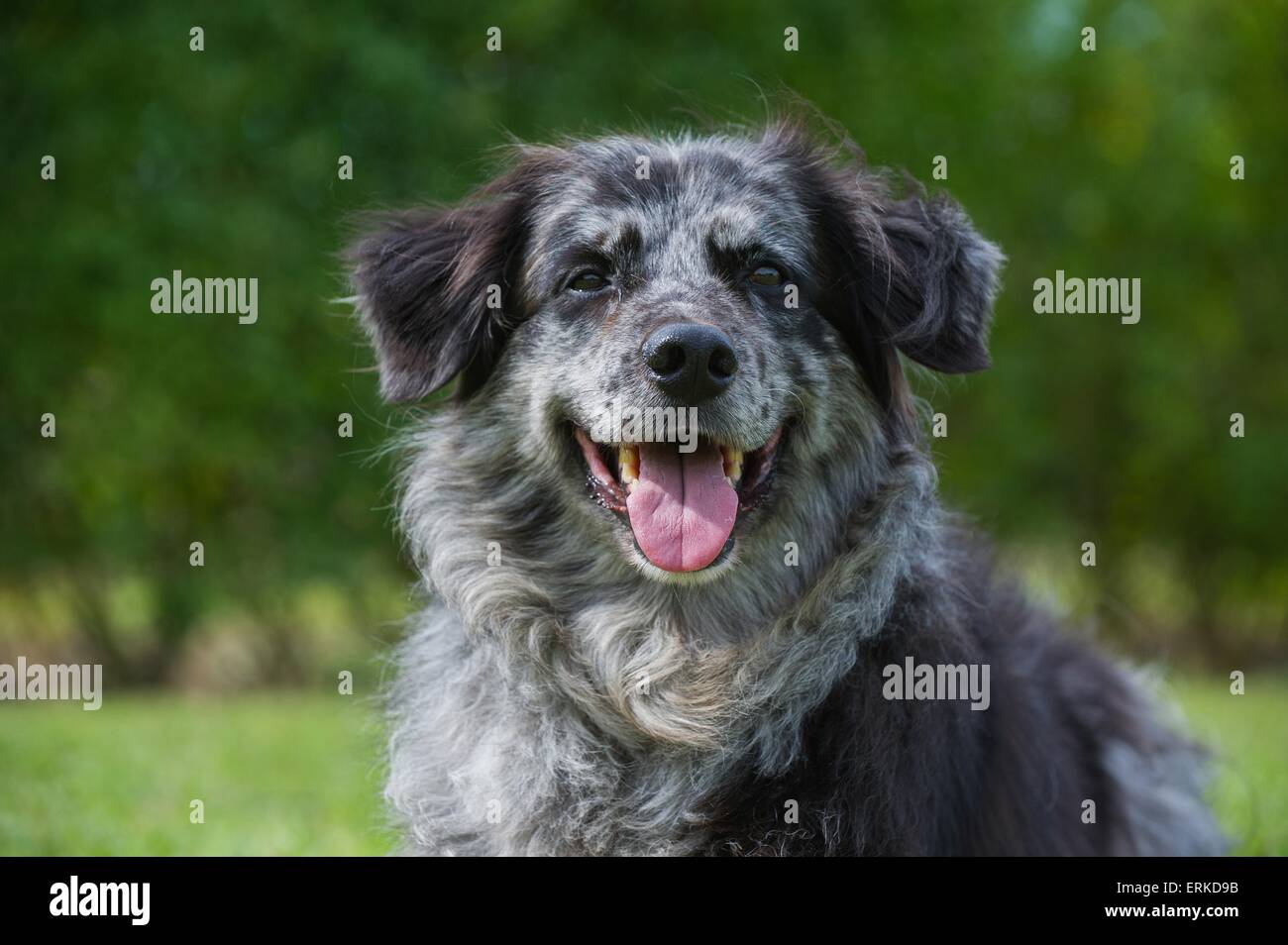 Horizontal tiger portrait hi-res stock photography and images - Alamy