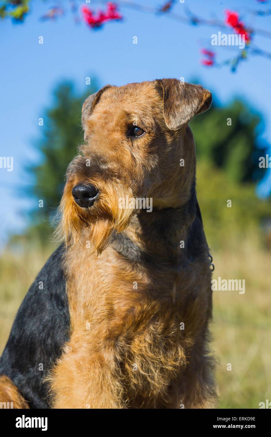 Airedale Terrier Portrait Stock Photo - Alamy