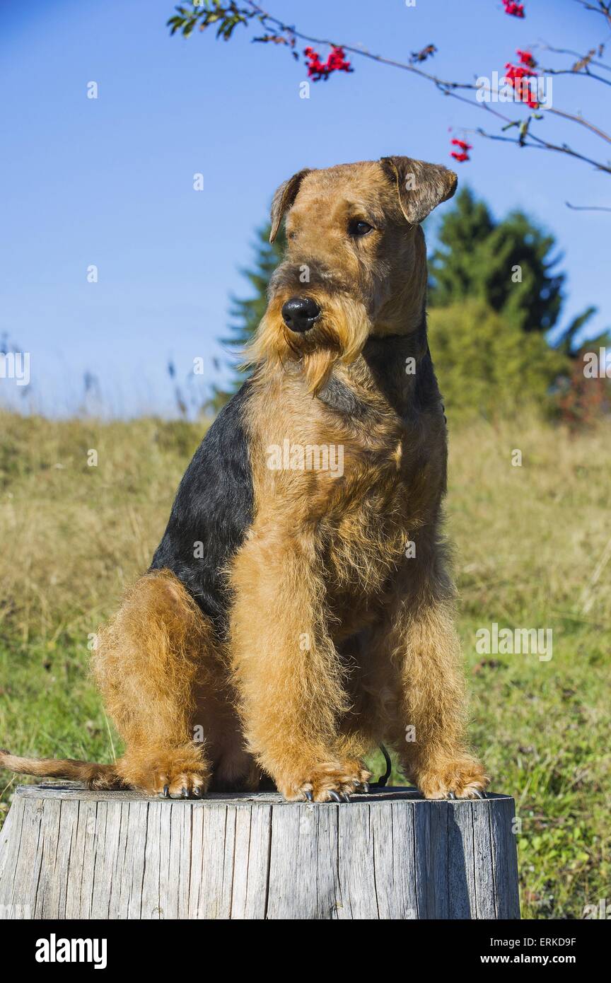 sitting Airedale Terrier Stock Photo - Alamy