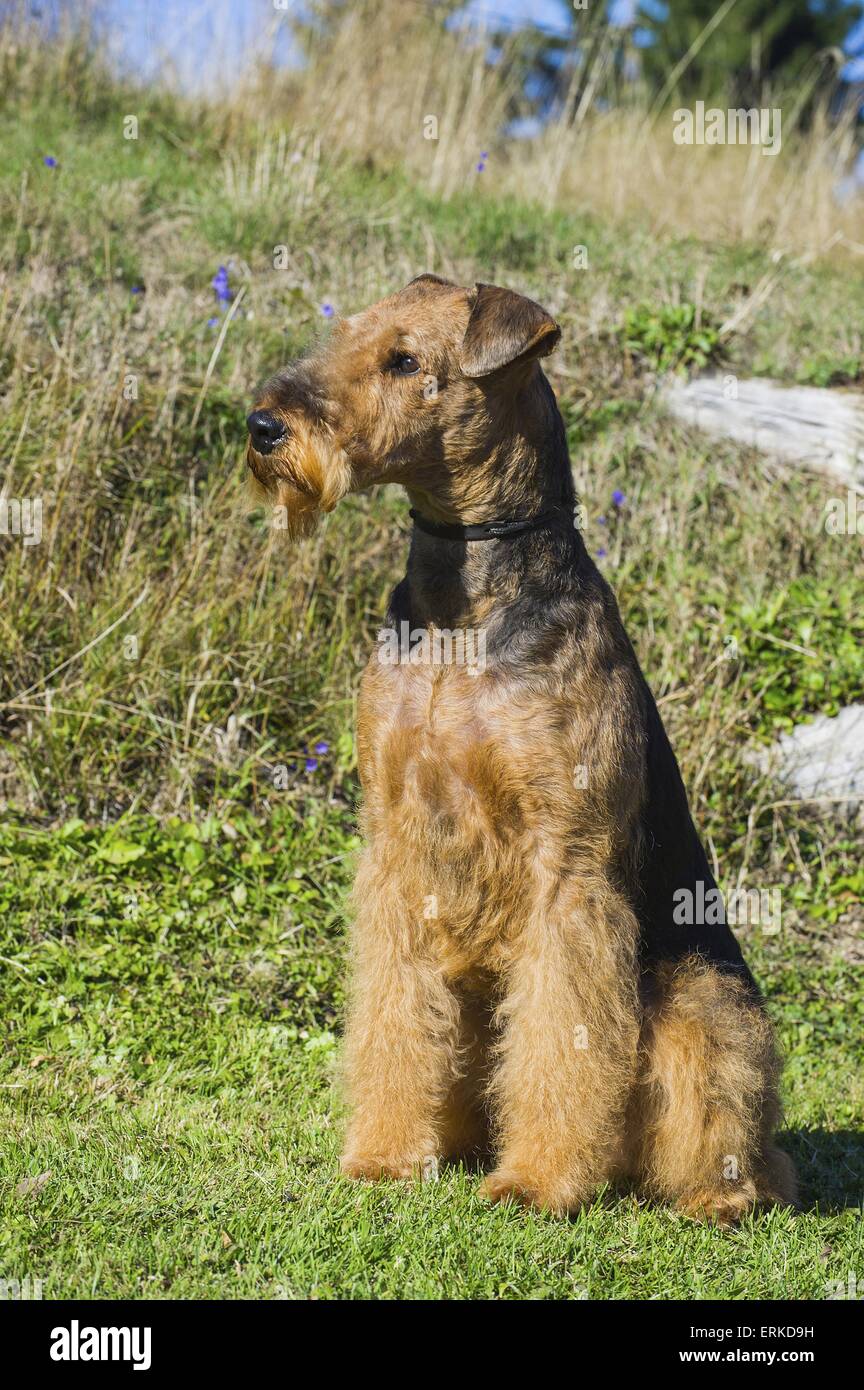 sitting Airedale Terrier Stock Photo - Alamy