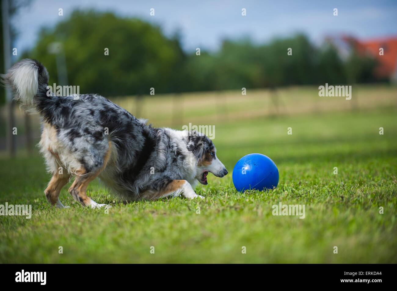 playing Australian Shepherd Stock Photo - Alamy