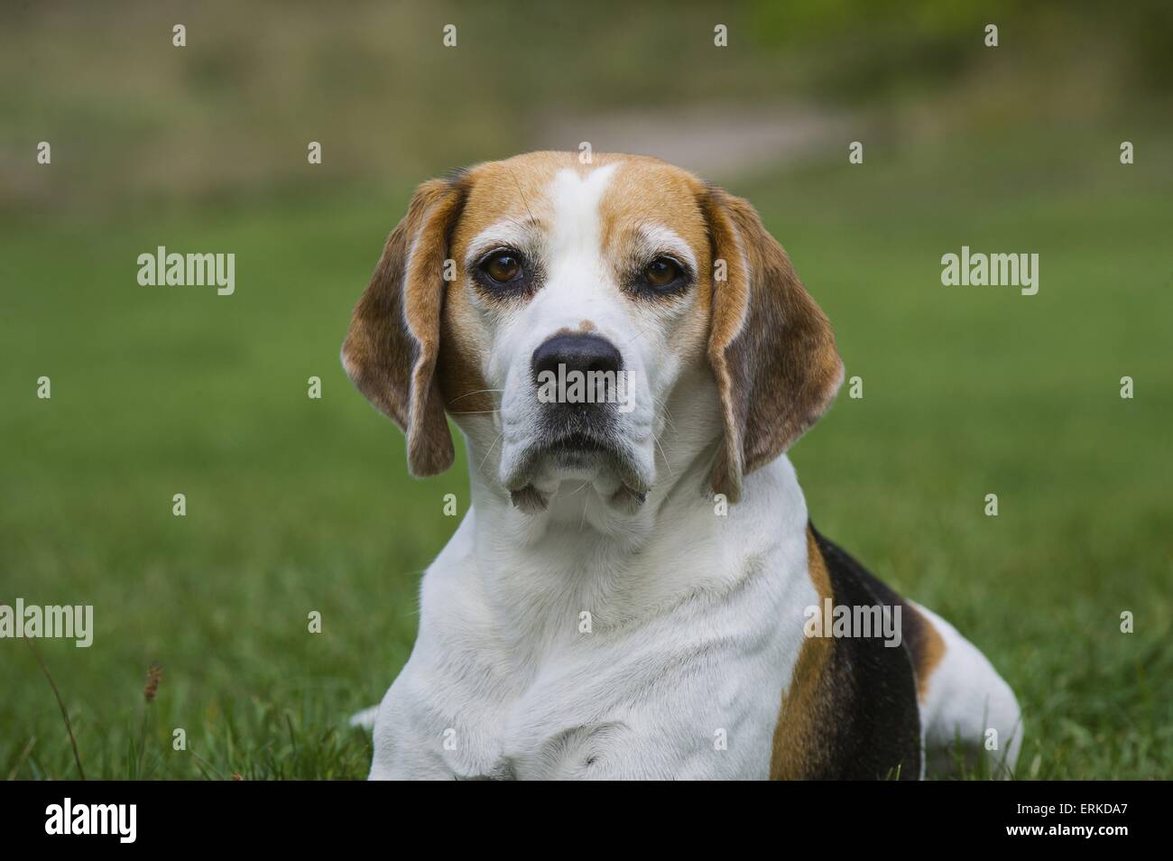 The beagle hi-res stock photography and images - Alamy