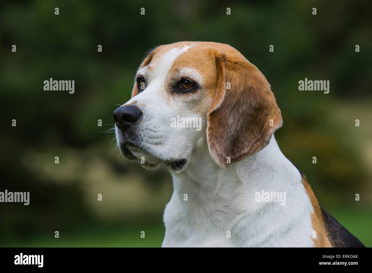 Side view beagle head hi-res stock photography and images - Alamy