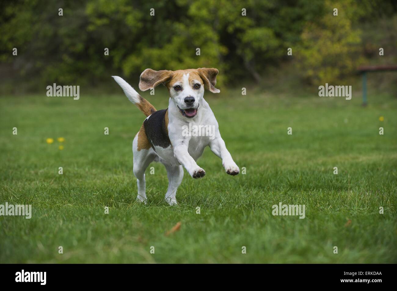 Beagle canis lupus familiaris running hi-res stock photography and ...