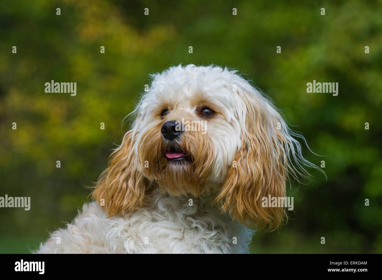 Cavapoo hi-res stock photography and images - Alamy