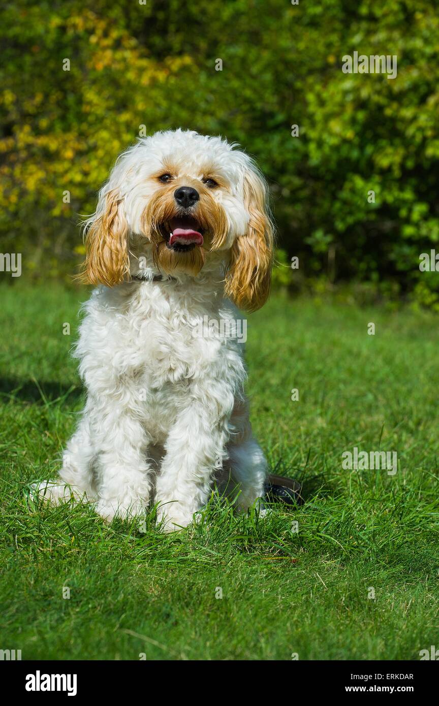 Cavapoo hi-res stock photography and images - Alamy