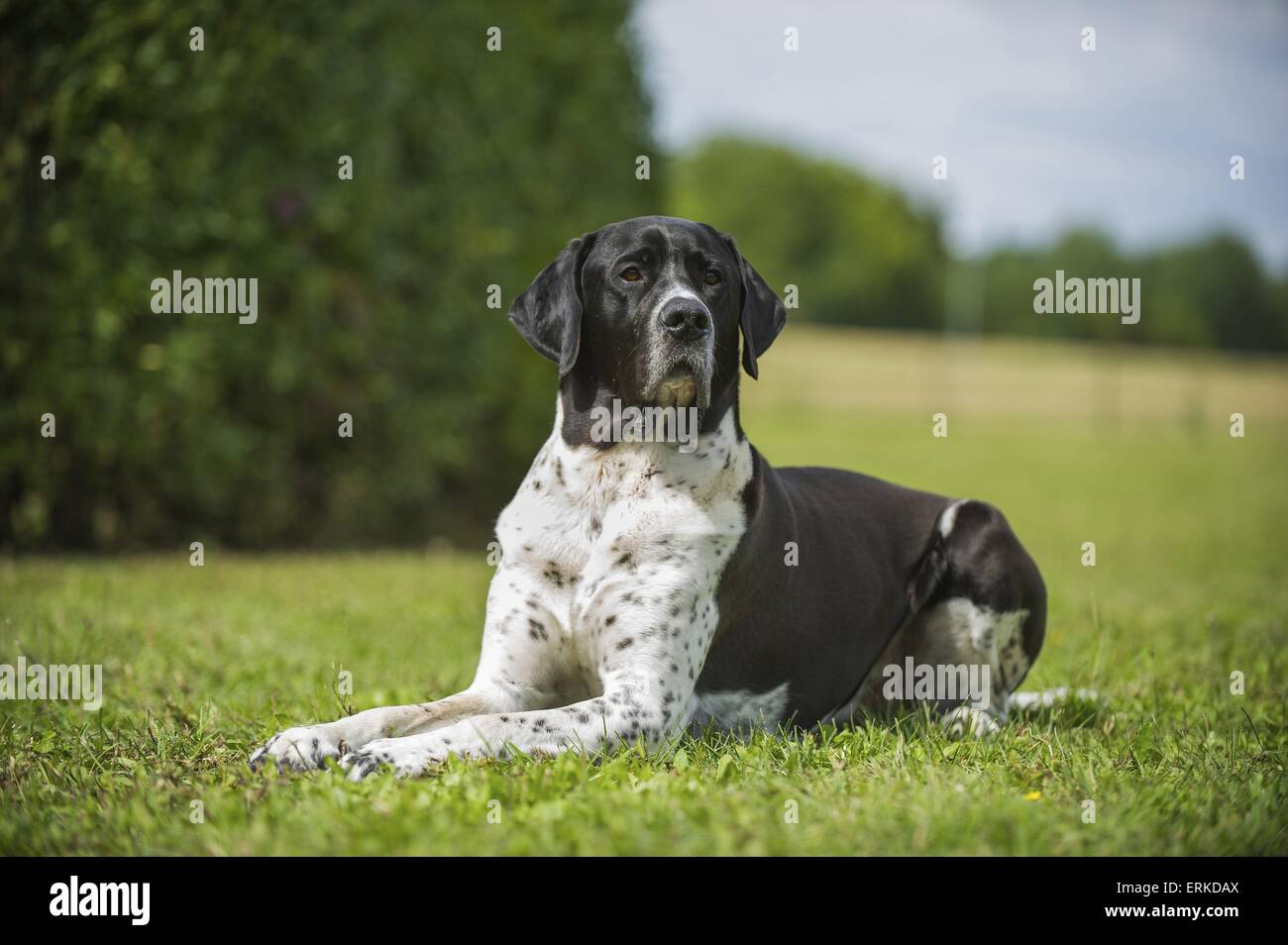 Great dane cross hi-res stock photography and images - Alamy