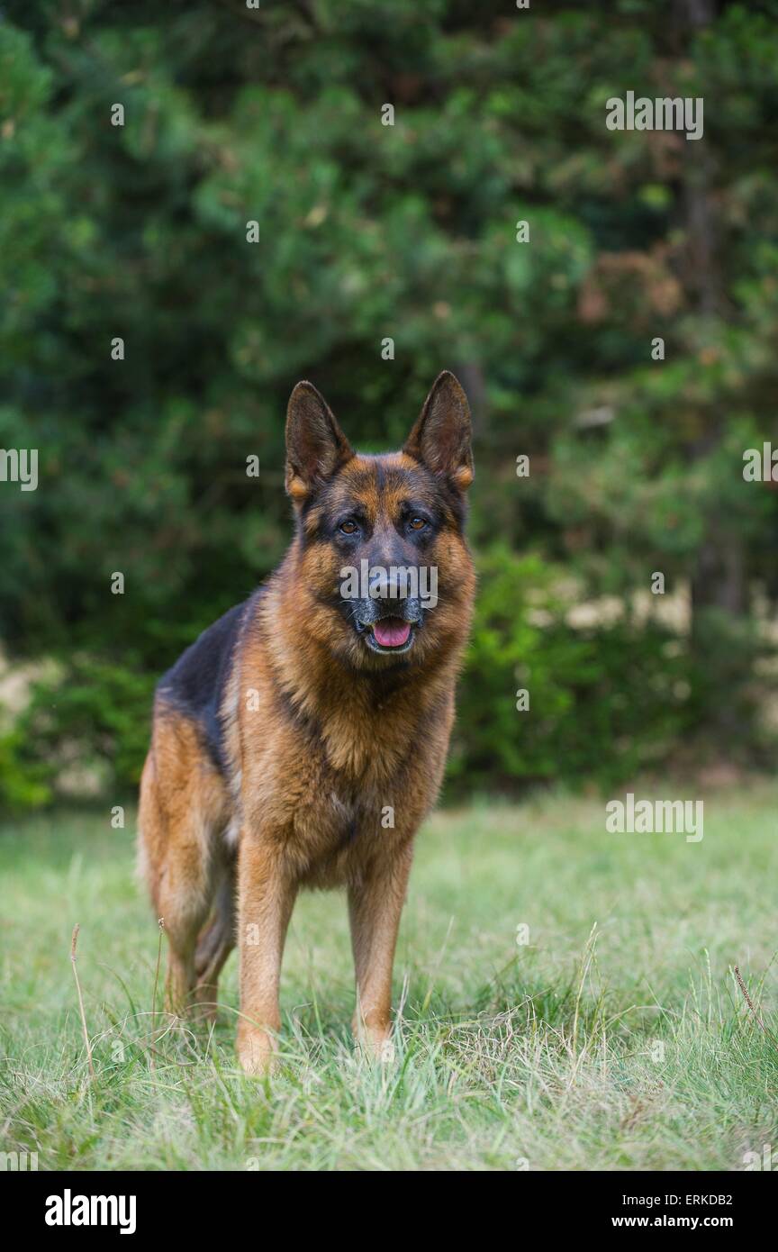 standing German Shepherd Stock Photo - Alamy