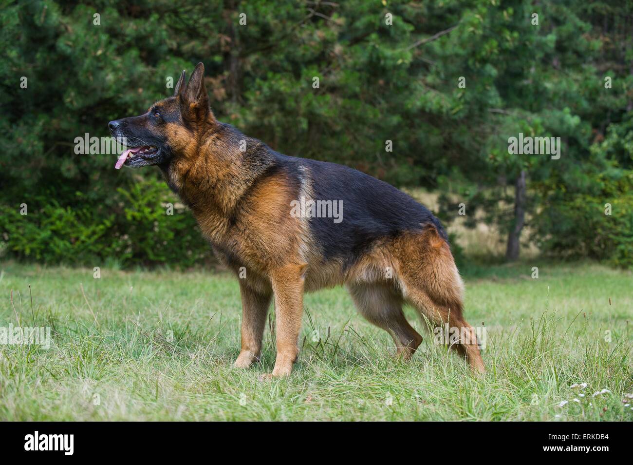 standing German Shepherd Stock Photo - Alamy