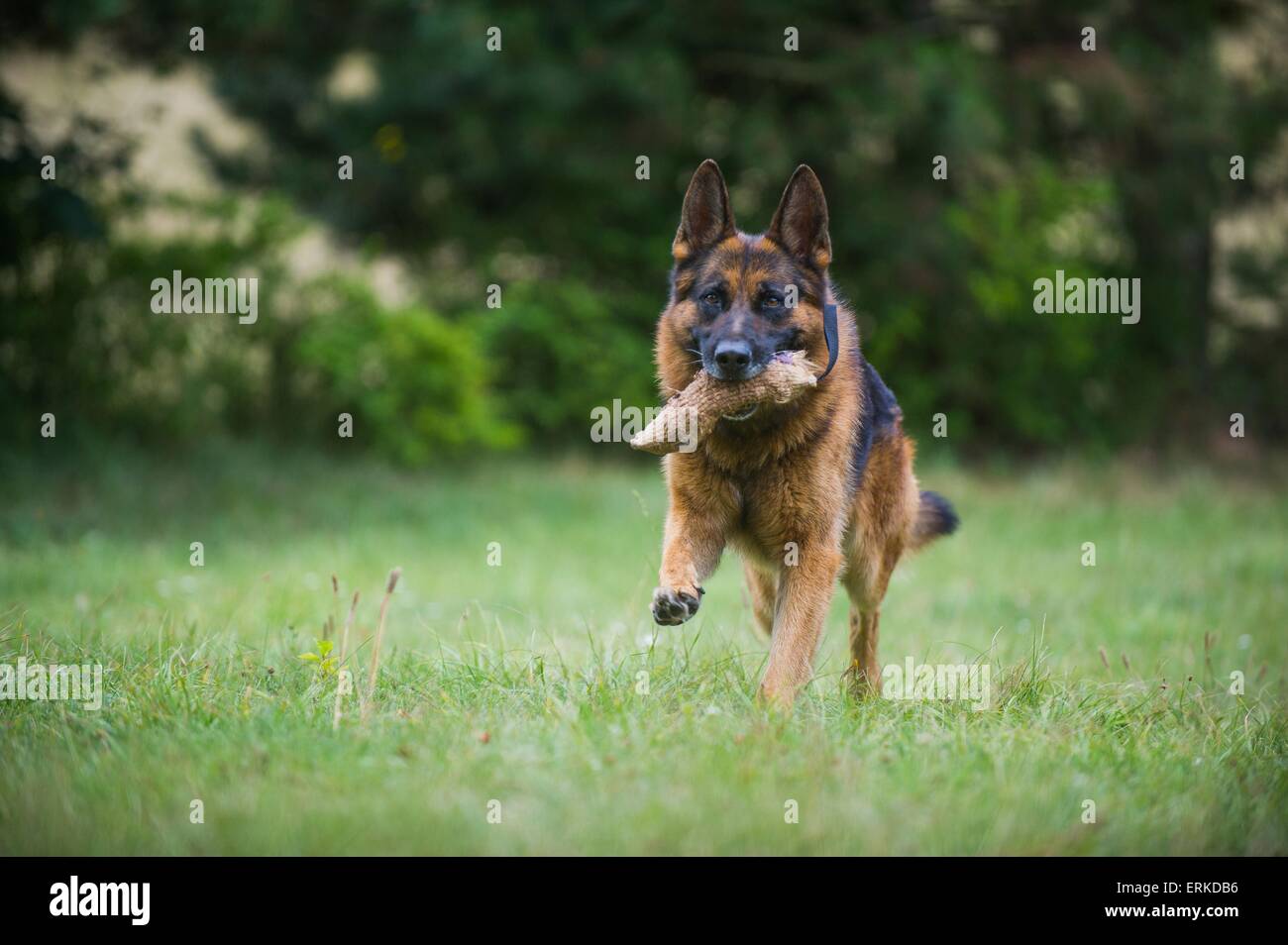 playing German Shepherd Stock Photo - Alamy