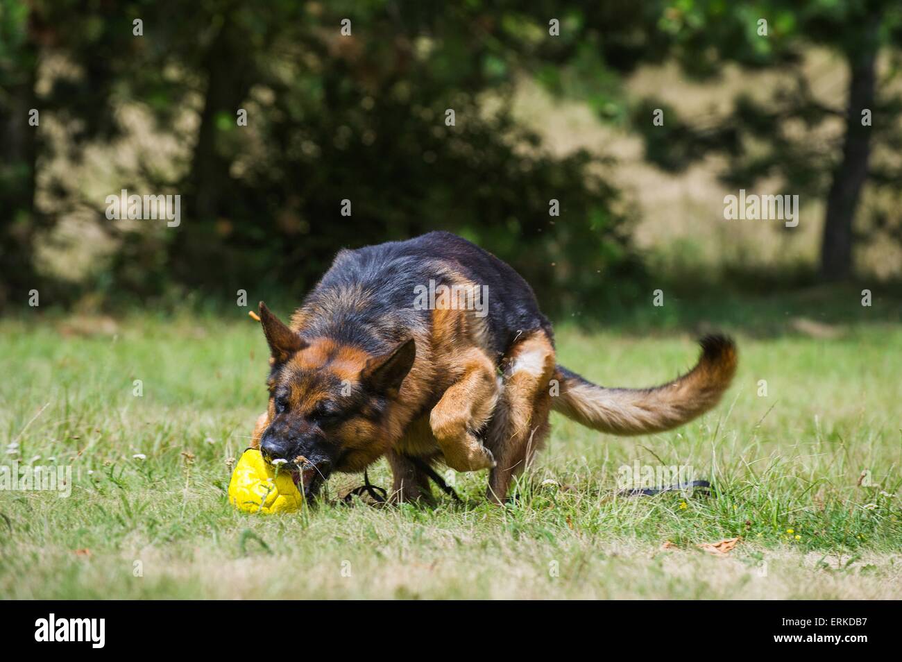 playing German Shepherd Stock Photo - Alamy