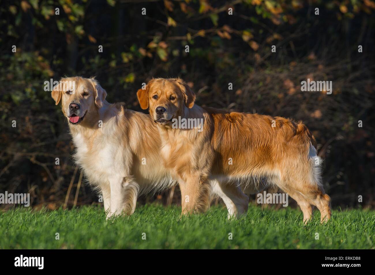 2 dogs golden retriever hi-res stock photography and images - Alamy