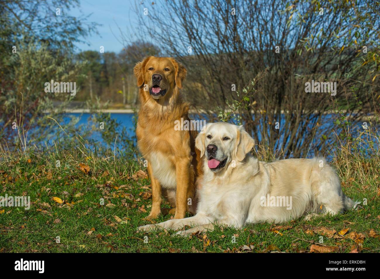 2 Golden Retriever Stock Photo - Alamy