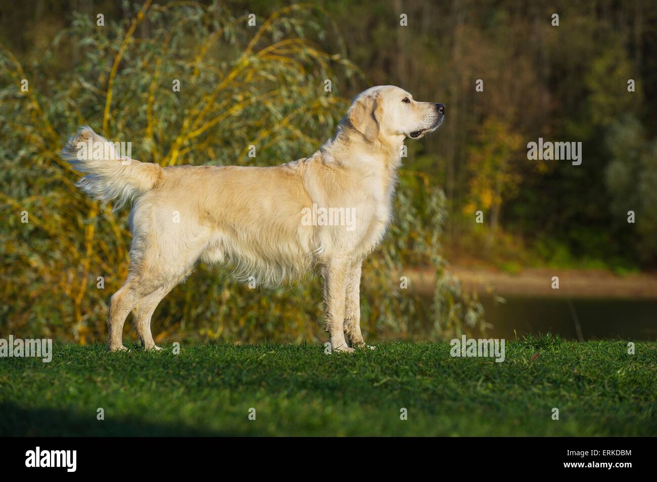 standing Golden Retriever Stock Photo - Alamy