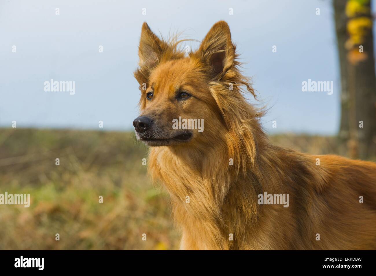 Fox head side hi-res stock photography and images - Alamy