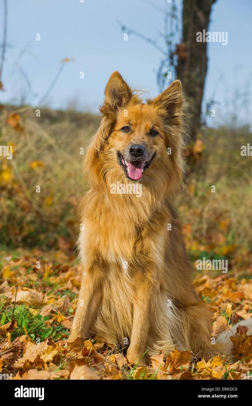 sitting Harz Fox Stock Photo - Alamy