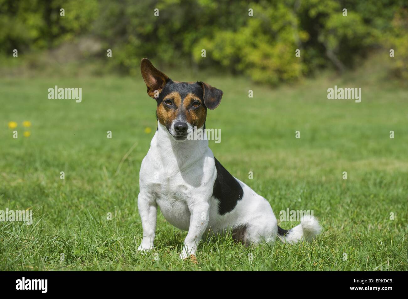 sitting Jack Russell Terrier Stock Photo - Alamy